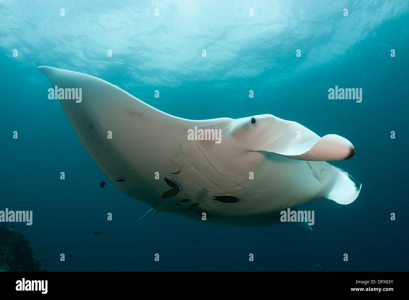 Giant manta ray mouth hi-res stock photography and images - Alamy