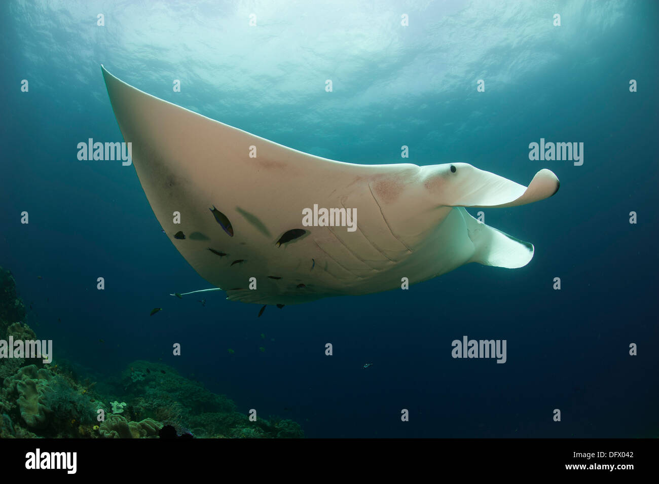 Underside view of a giant oceanic manta ray (Manta birostris), Dampier ...
