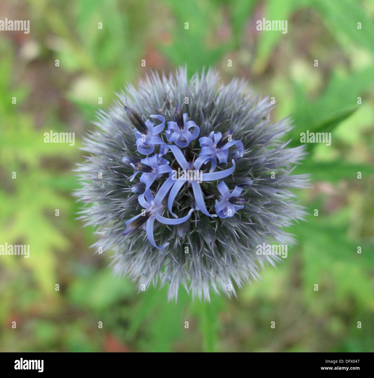 Flowering Globe Thistle Stock Photo - Alamy