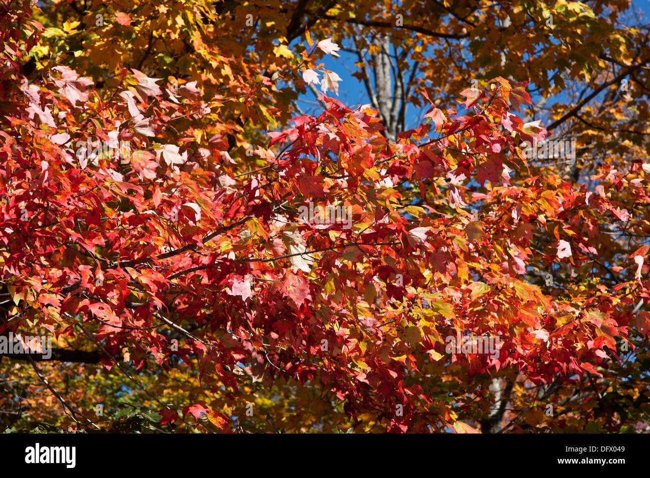 Fall foliage in northern New England. Each autumn the deciduous trees ...