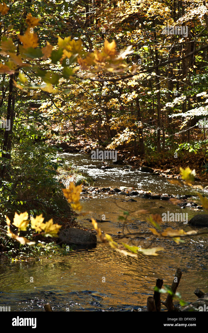 Fall foliage in northern New England. Each autumn the deciduous trees ...