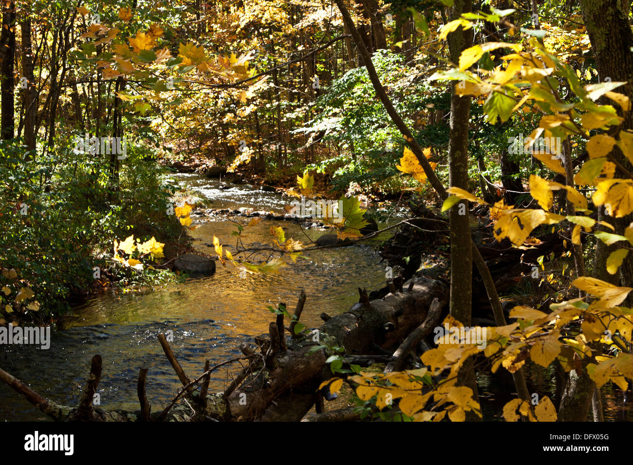 Fall foliage in northern New England. Each autumn the deciduous trees ...