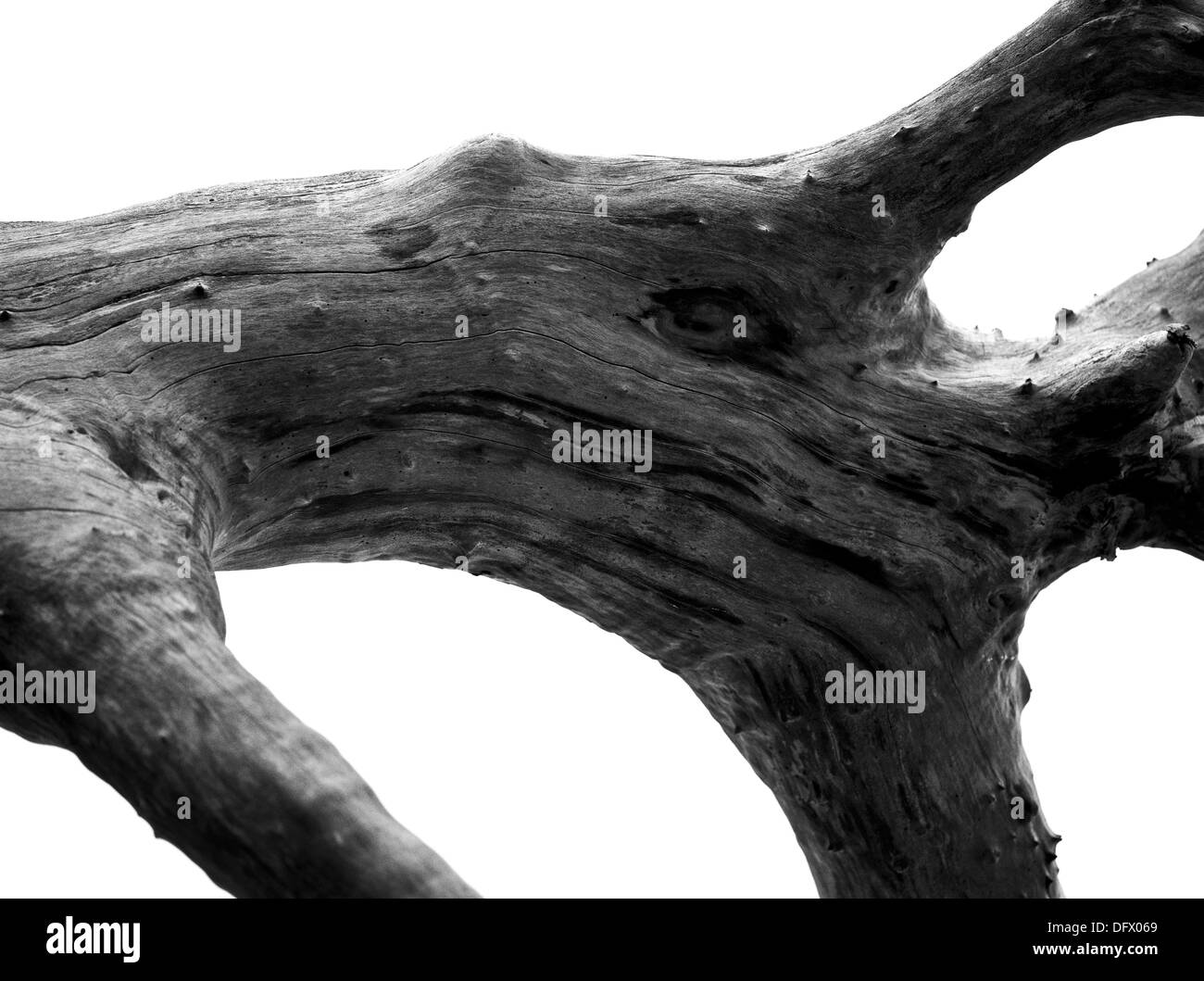 Abstract branch hi-res stock photography and images - Alamy