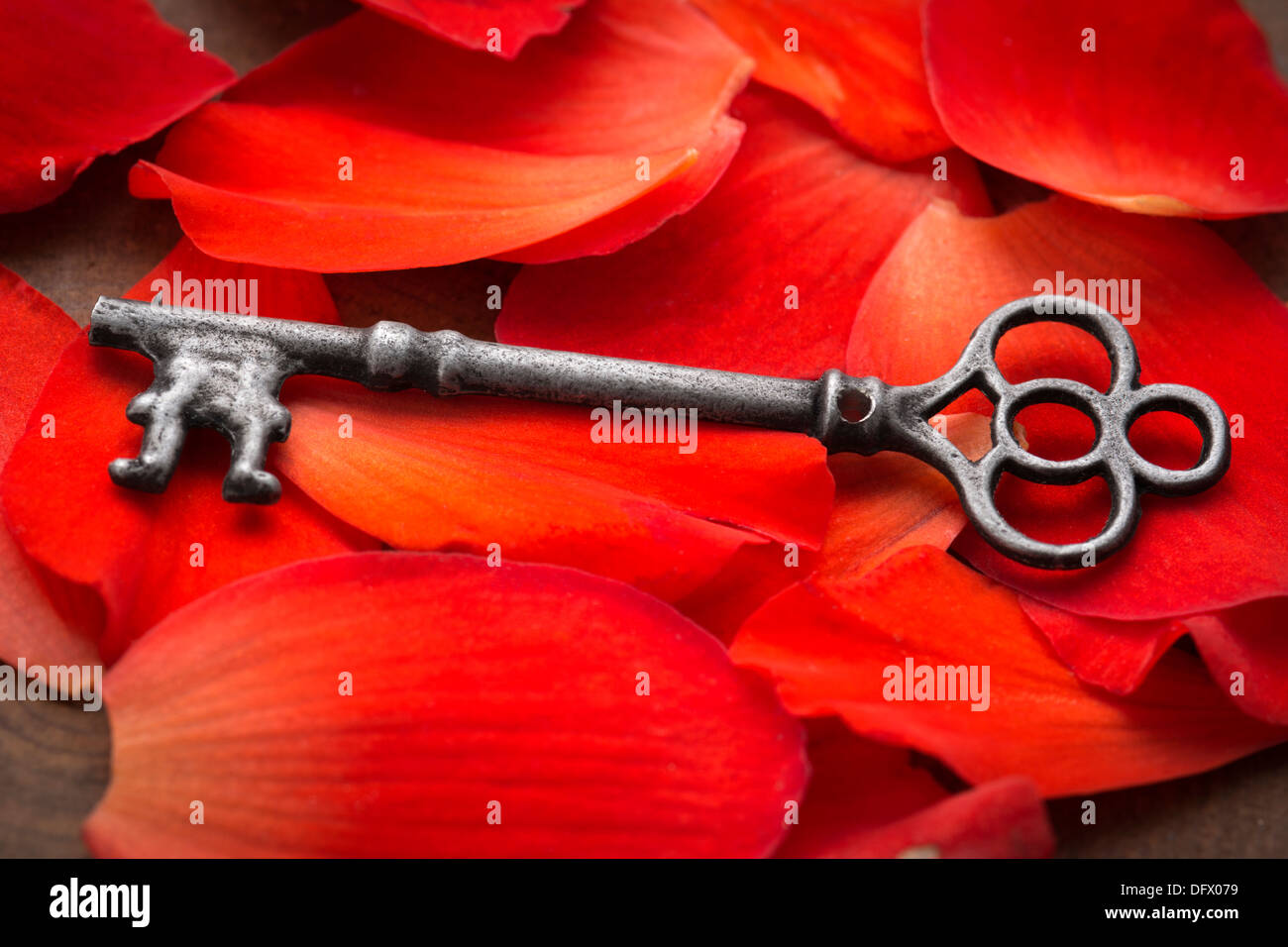 Skeleton flower hi-res stock photography and images - Alamy