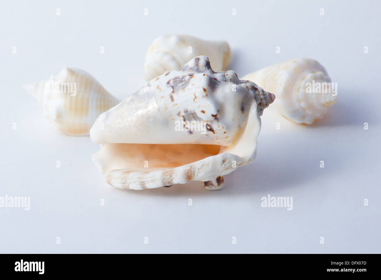Seashell on white background Stock Photo - Alamy