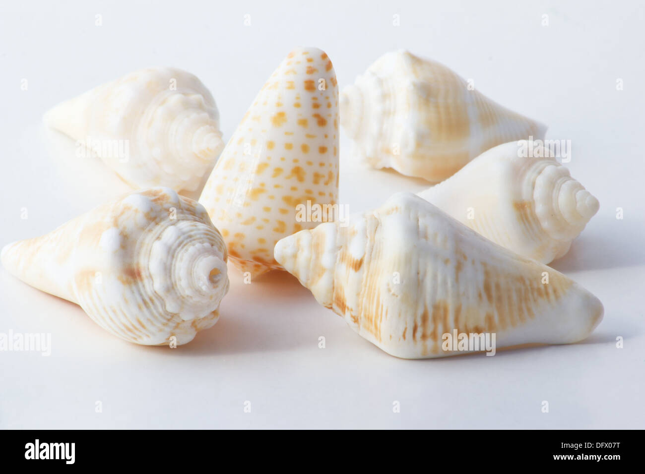 Seashells on white background Stock Photo - Alamy