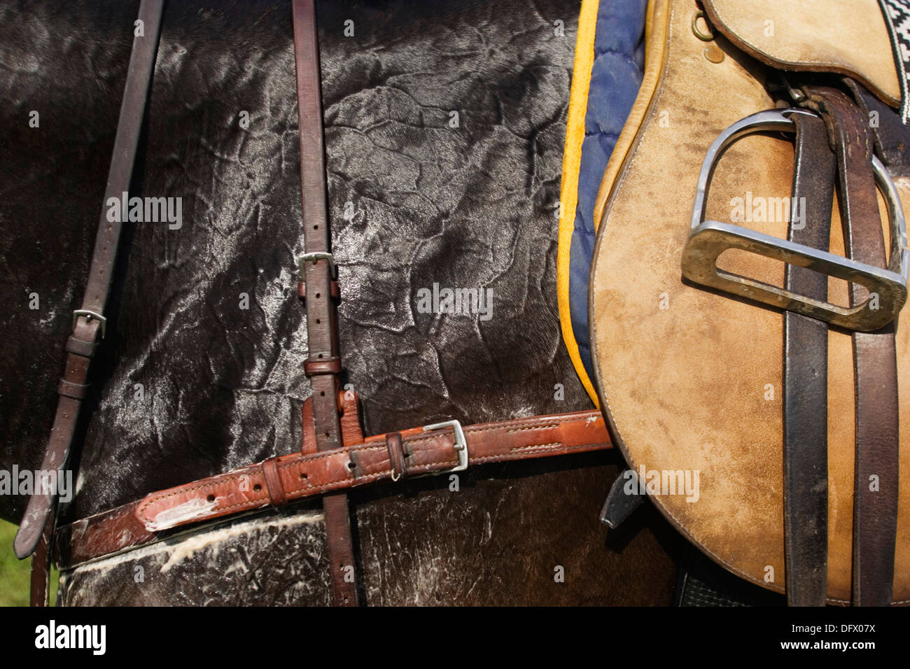 Horse with saddle side view nobody hi-res stock photography and images ...
