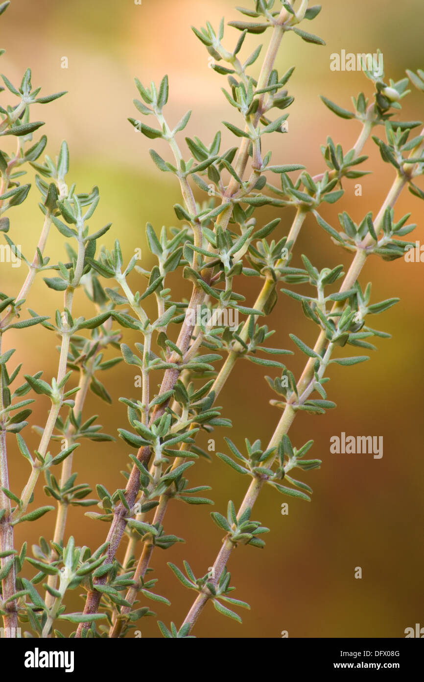 Thyme plant (Thymus mongolicus) closeup Stock Photo - Alamy