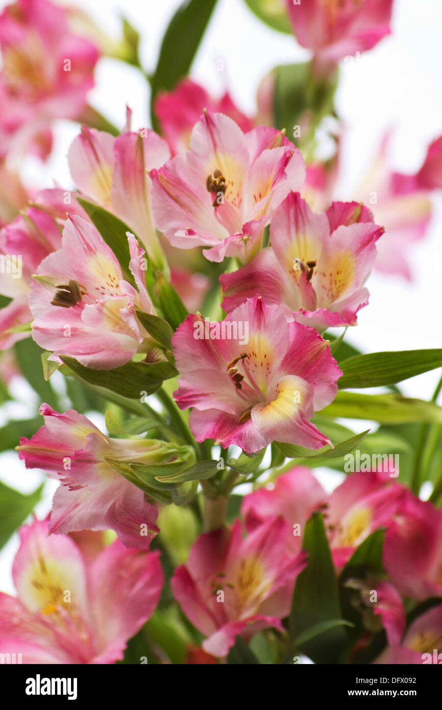 Pink freesias on white background Stock Photo - Alamy