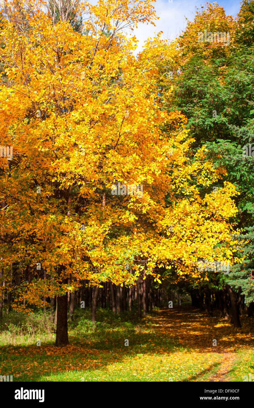 Beautiful autumn tree with yellow and gold foliage in the sun Stock ...