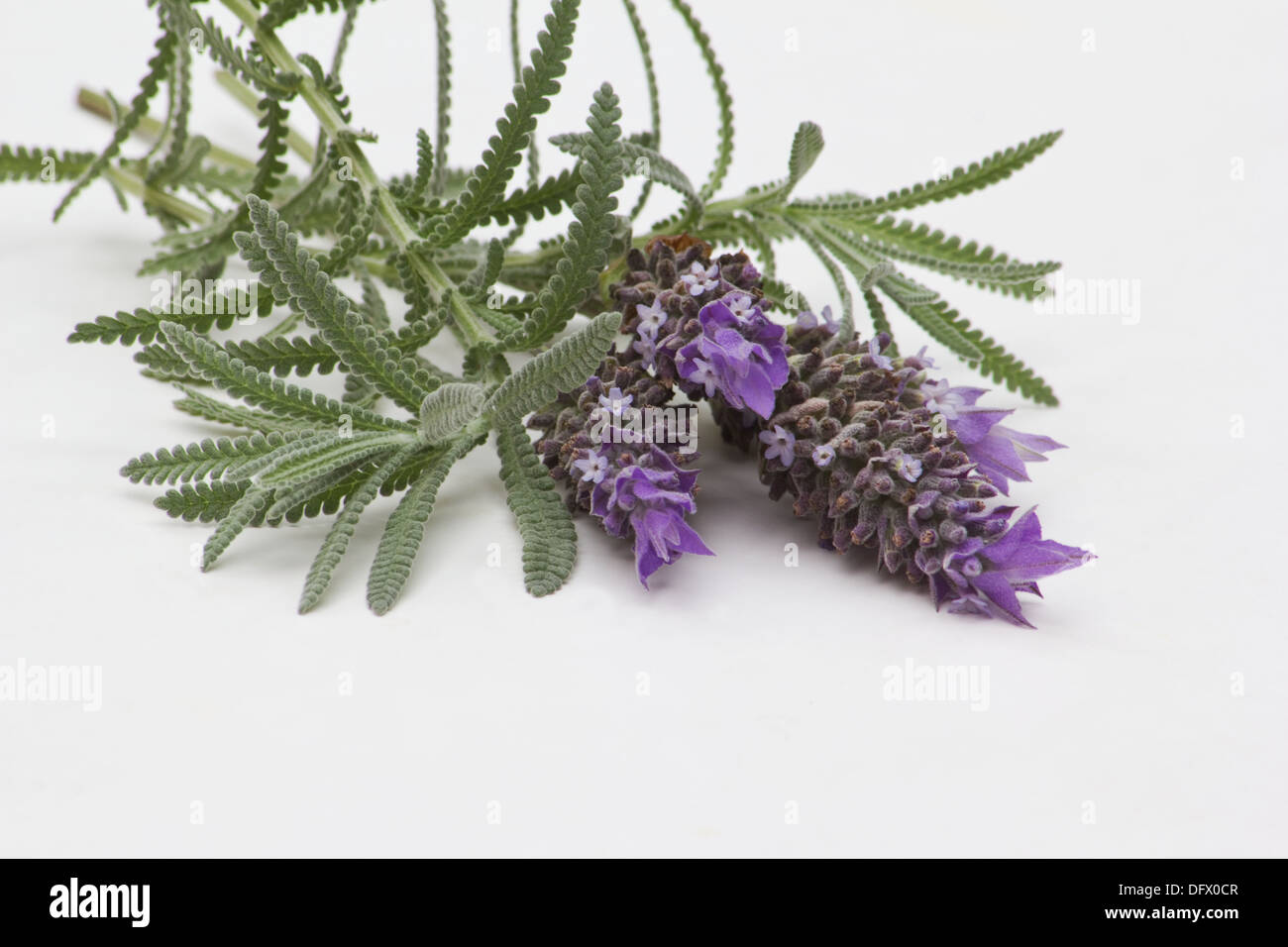 Lavender sprigs on white background Stock Photo - Alamy