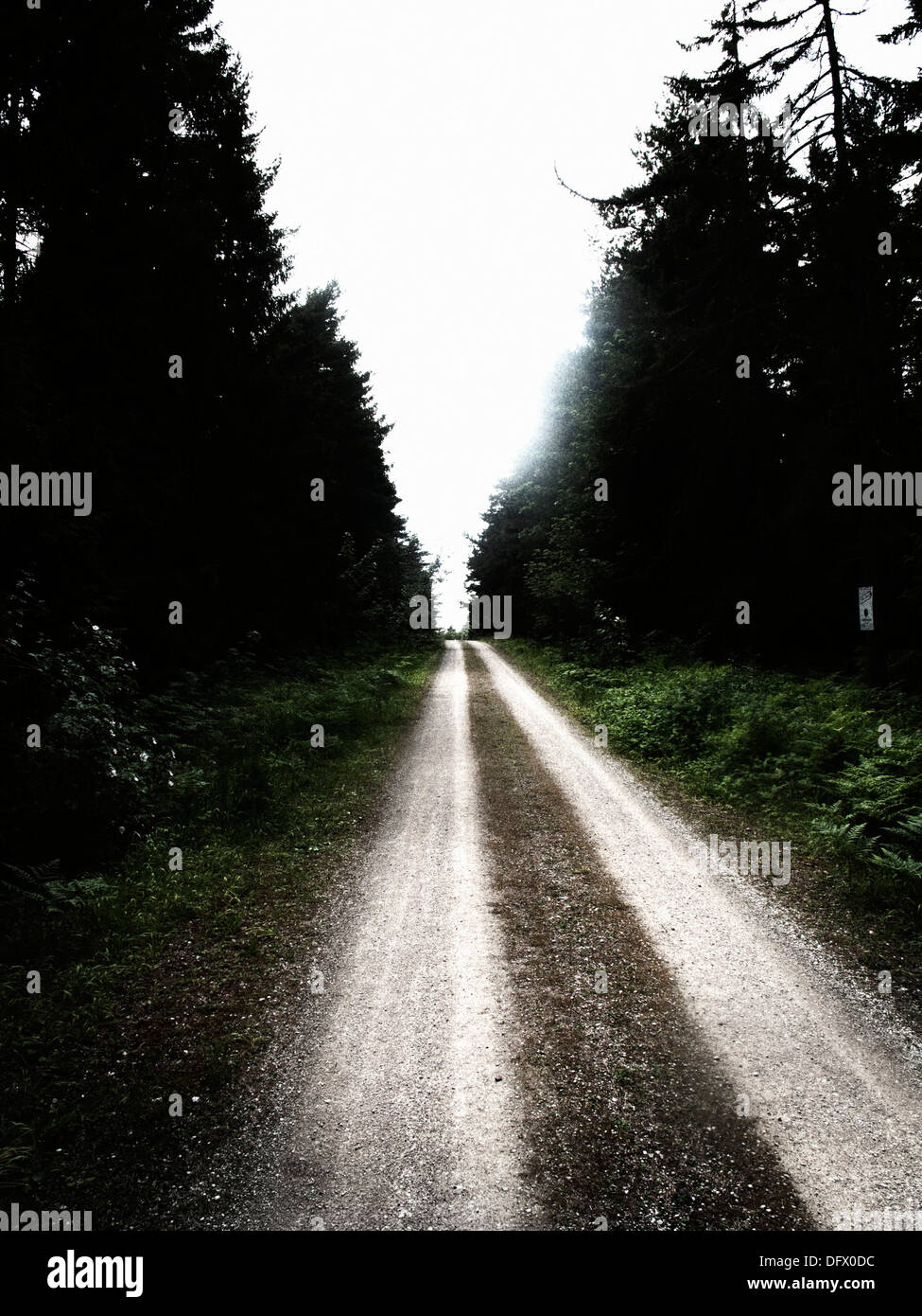 Deserted road through forest hi-res stock photography and images - Alamy