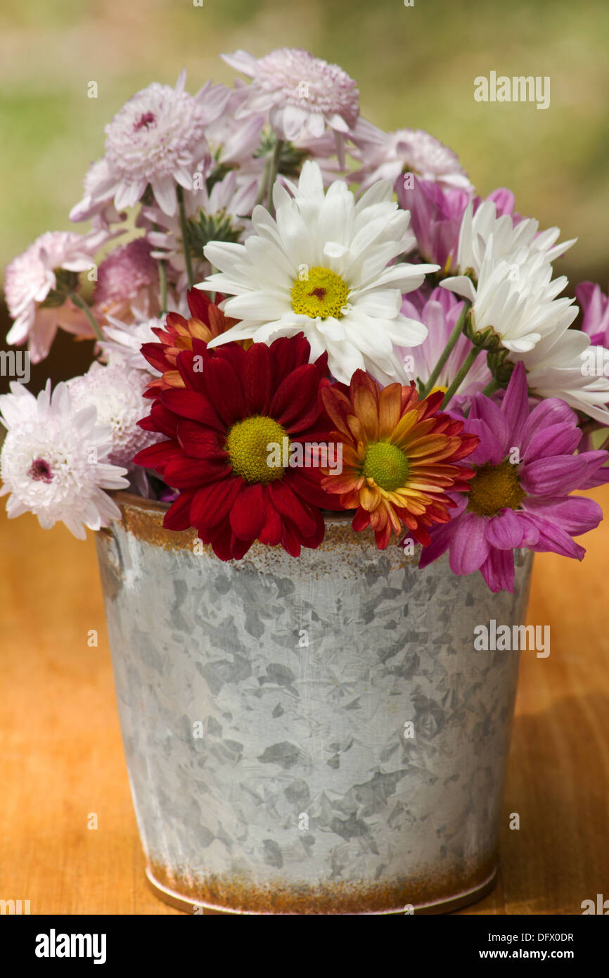 Pink mums in pot hi-res stock photography and images - Alamy