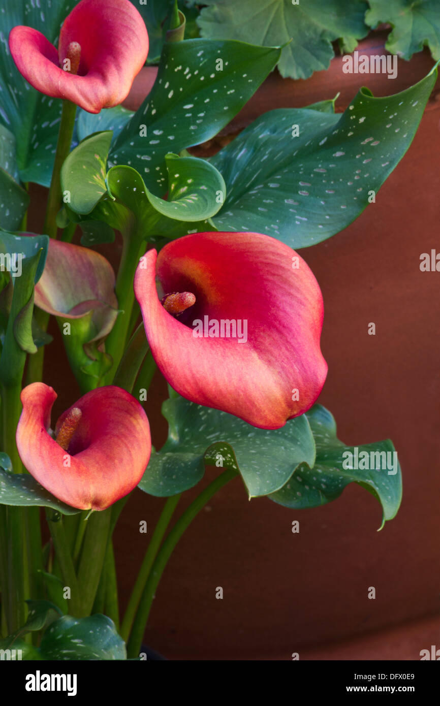 Red Arum Lily (Zantedeschia aethiopica) plant and flowers Stock Photo ...
