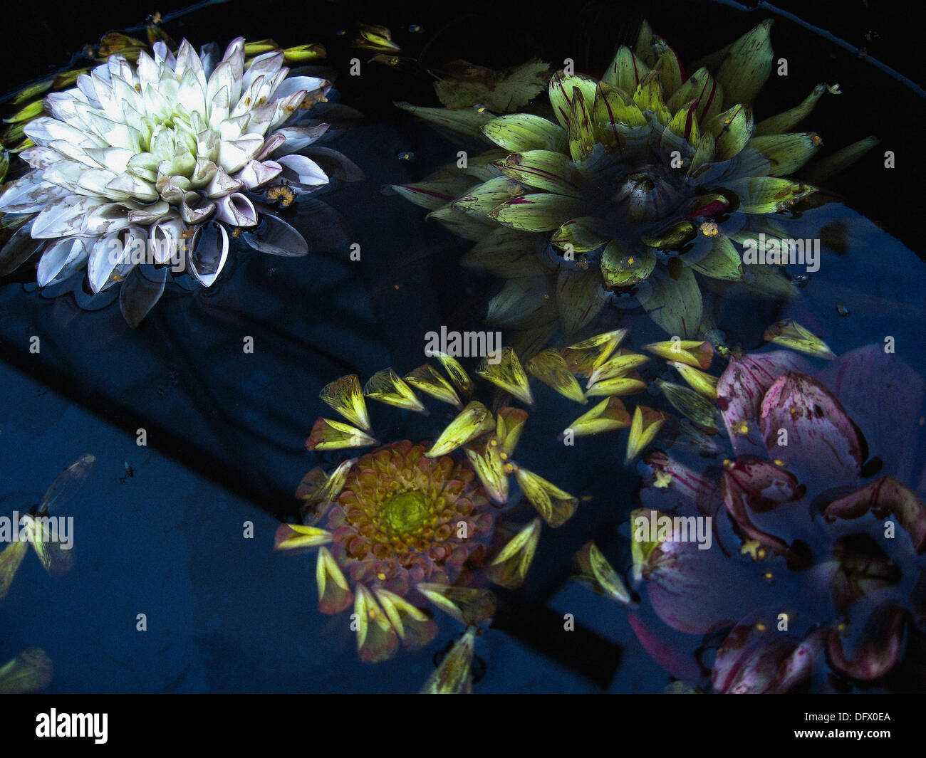 Lotus Flowers Floating in Water Stock Photo - Alamy