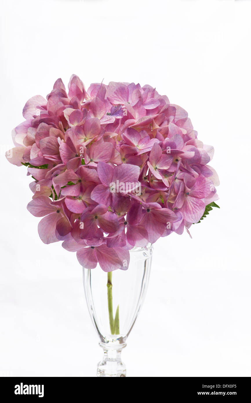 Hydrangeas in a vase pink hi-res stock photography and images - Alamy