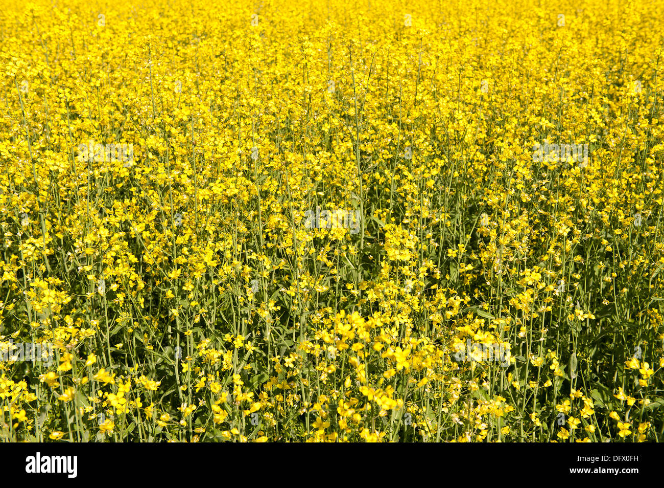 Oilseed rape canola field Stock Photo - Alamy