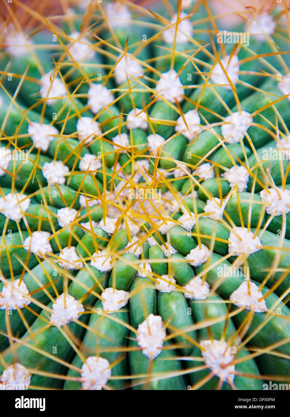 Needles sharp hi-res stock photography and images - Alamy