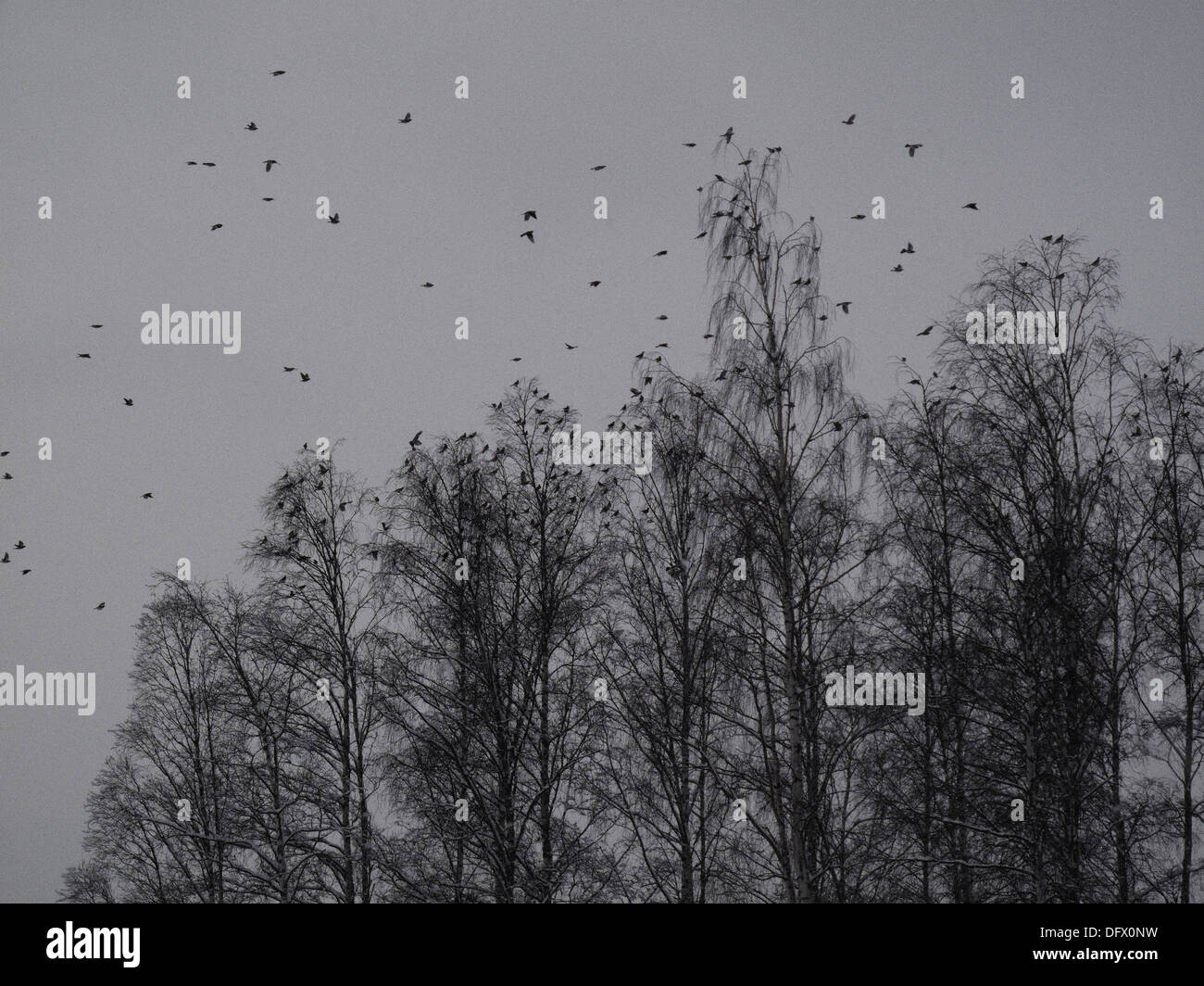 Birds Flying Above Trees in Winter Stock Photo - Alamy
