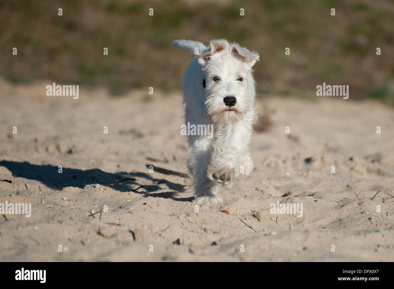 Miniature schnauzer running hi-res stock photography and images - Alamy