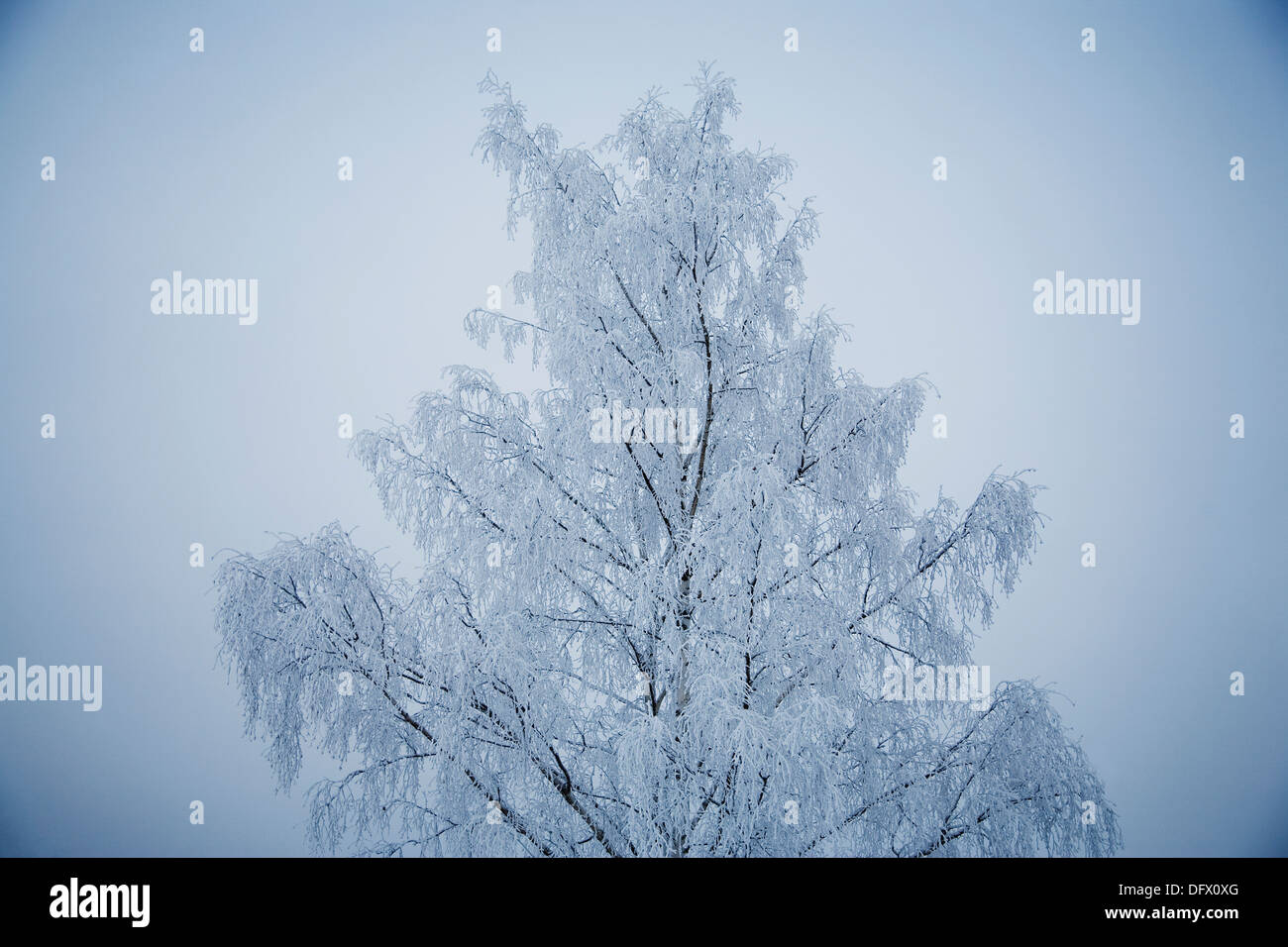 Large tree and low angle view hi-res stock photography and images - Alamy