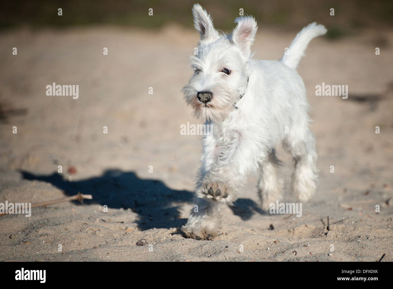 Miniature schnauzer running hi-res stock photography and images - Alamy