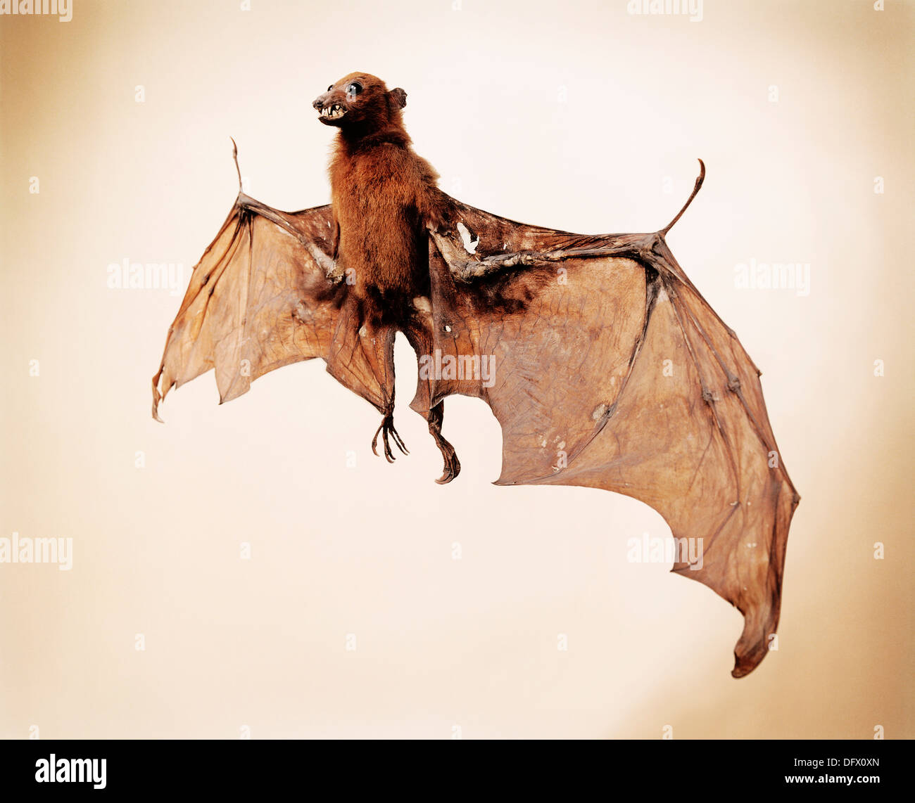 Flying Bat Showing Wingspan Stock Photo - Alamy