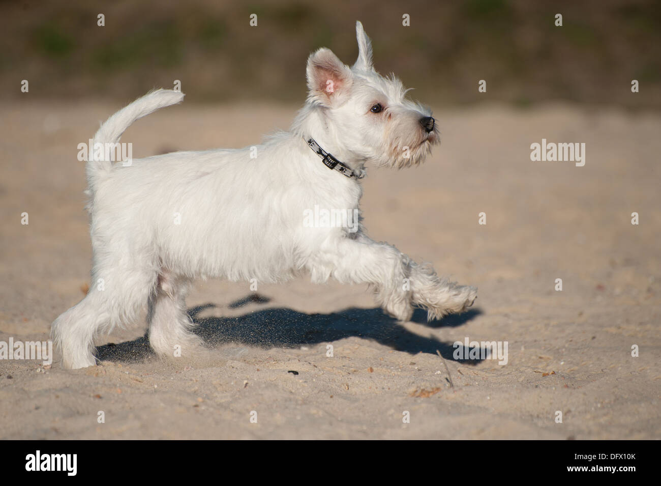 Miniature schnauzer running hi-res stock photography and images - Alamy
