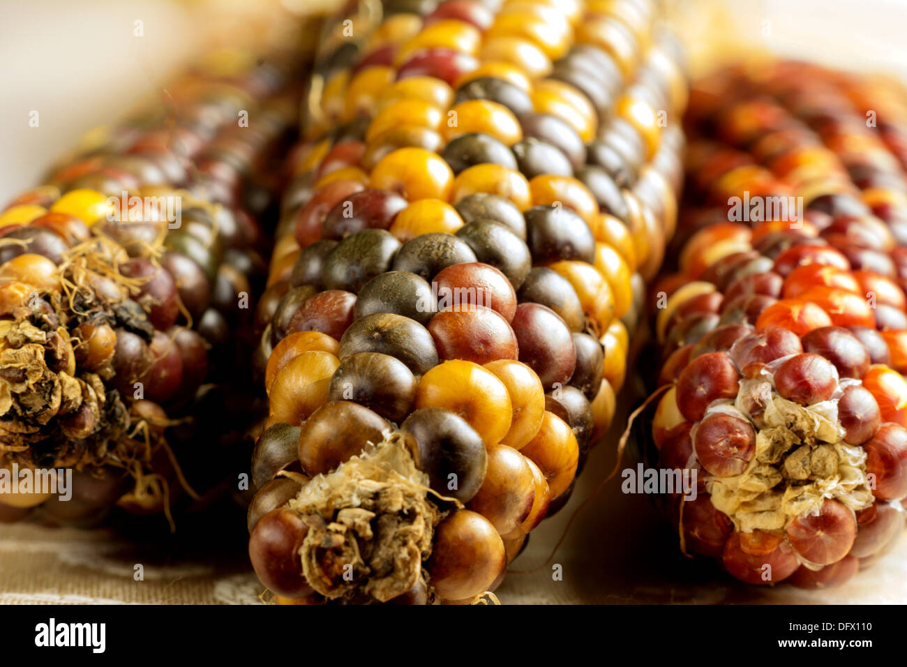 Indian harvest hi-res stock photography and images - Alamy