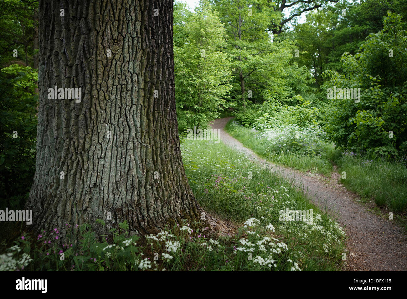 Large Tree Trunk Along Rural Path in Woods Stock Photo - Alamy