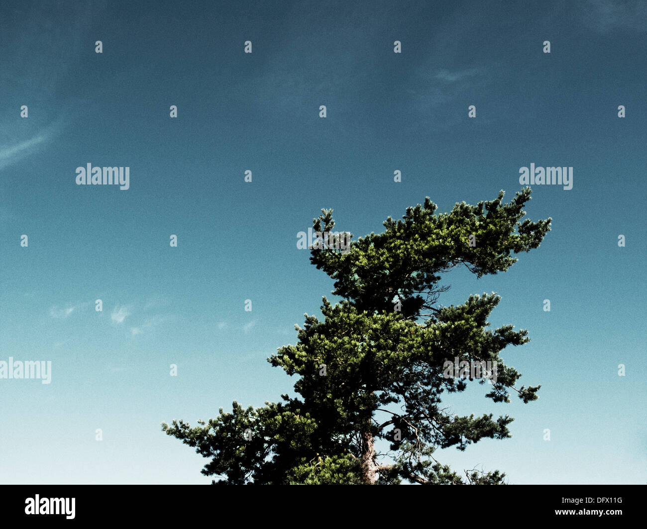 Blue pine tree hi-res stock photography and images - Alamy