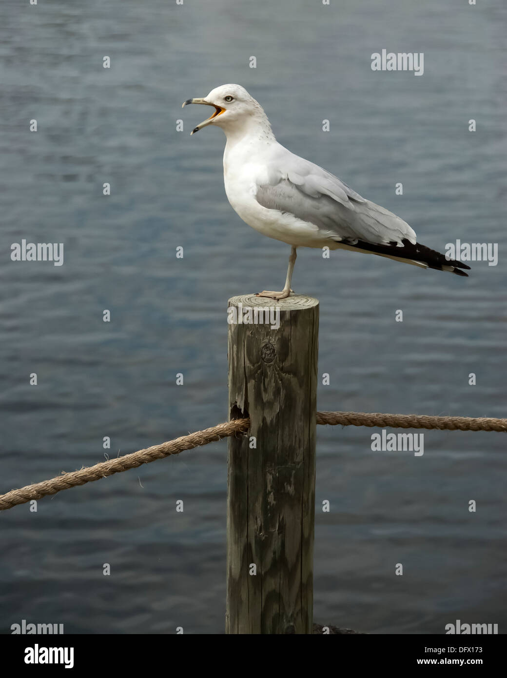 A seagull standing on a a post Stock Photo - Alamy