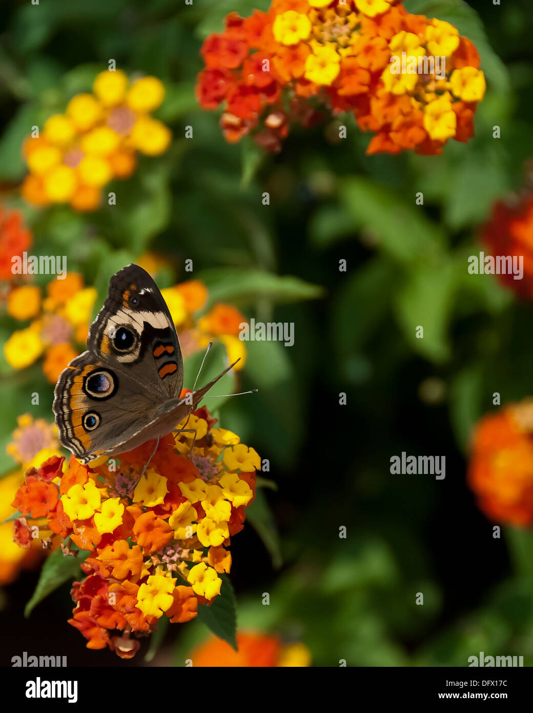 Multi color butterfly hi-res stock photography and images - Alamy