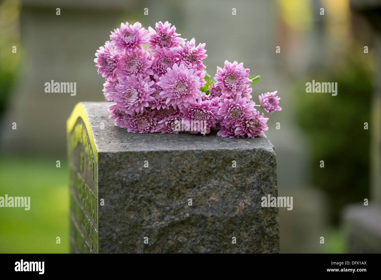 Flowers rest on headstone in cemetery Stock Photo - Alamy