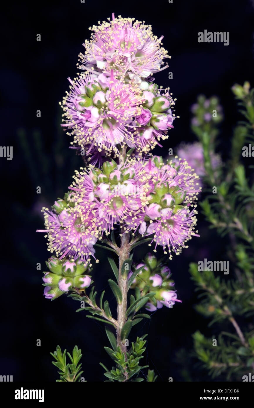 Kunzea australian native flora hi-res stock photography and images - Alamy