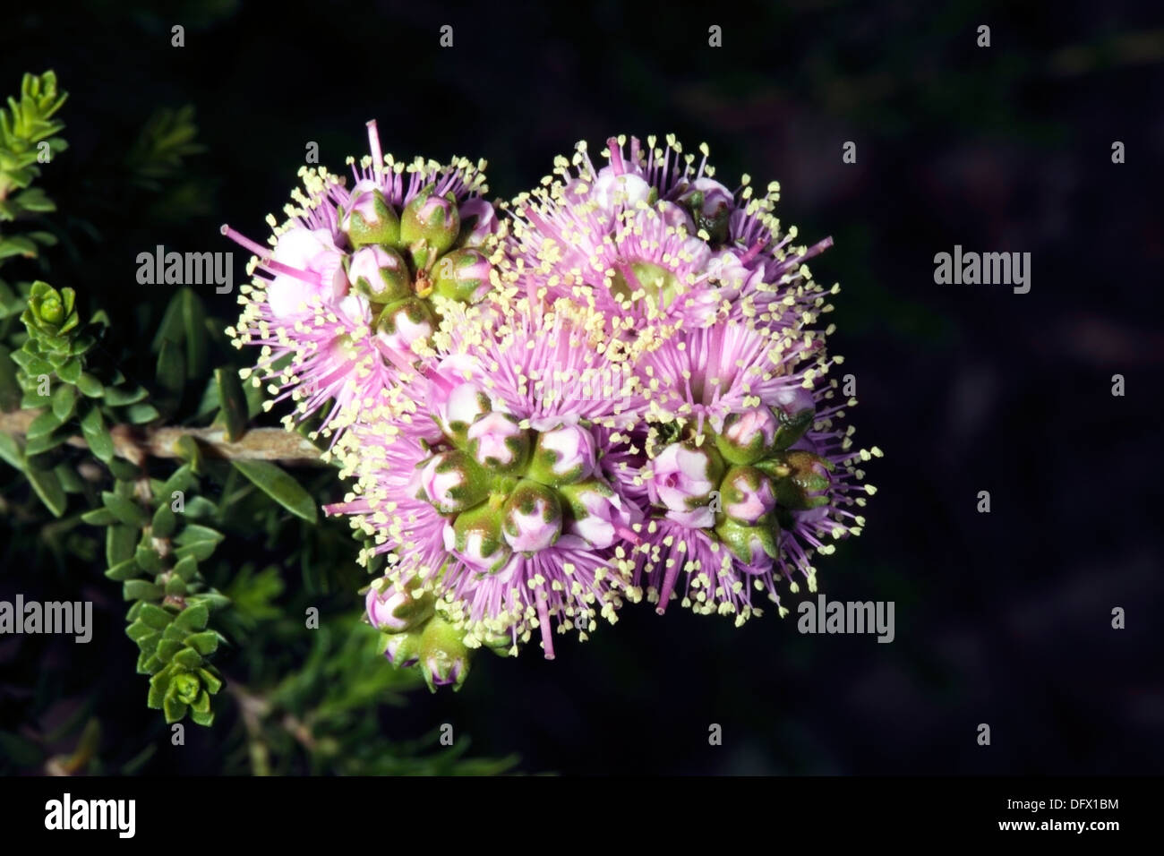 Close-up of Kunzea ciliata - Family Myrtaceae Stock Photo - Alamy