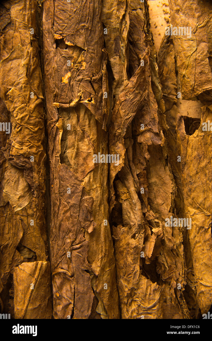 Tobacco texture hi-res stock photography and images - Alamy