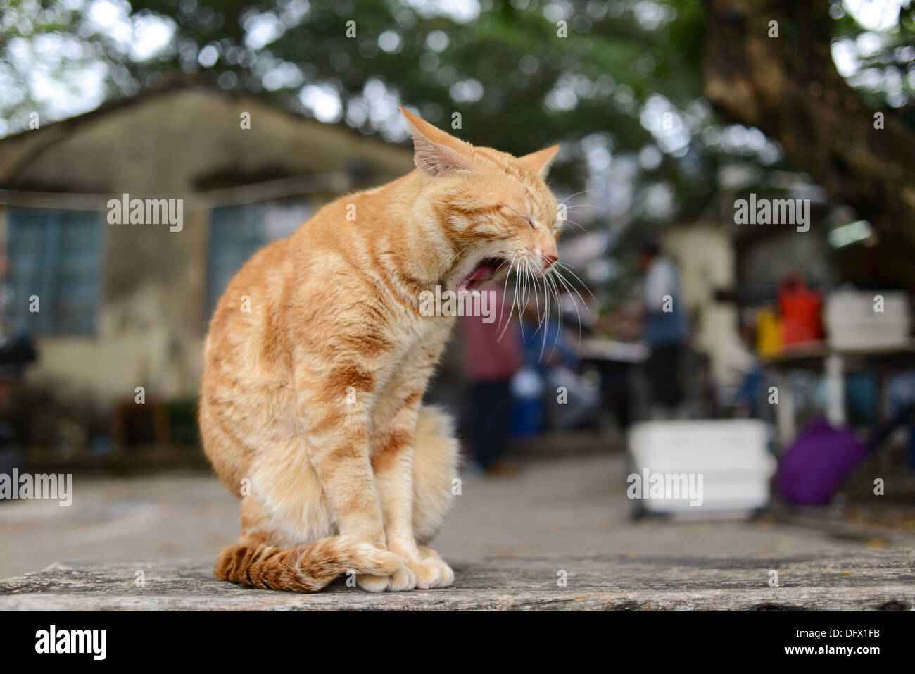 Roaring cat hi-res stock photography and images - Alamy