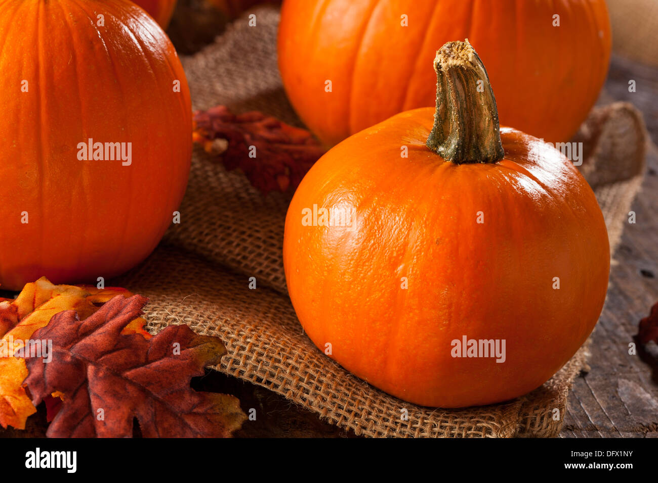 Organic Orange Fall Pie Pumpkins for Halloween Stock Photo - Alamy