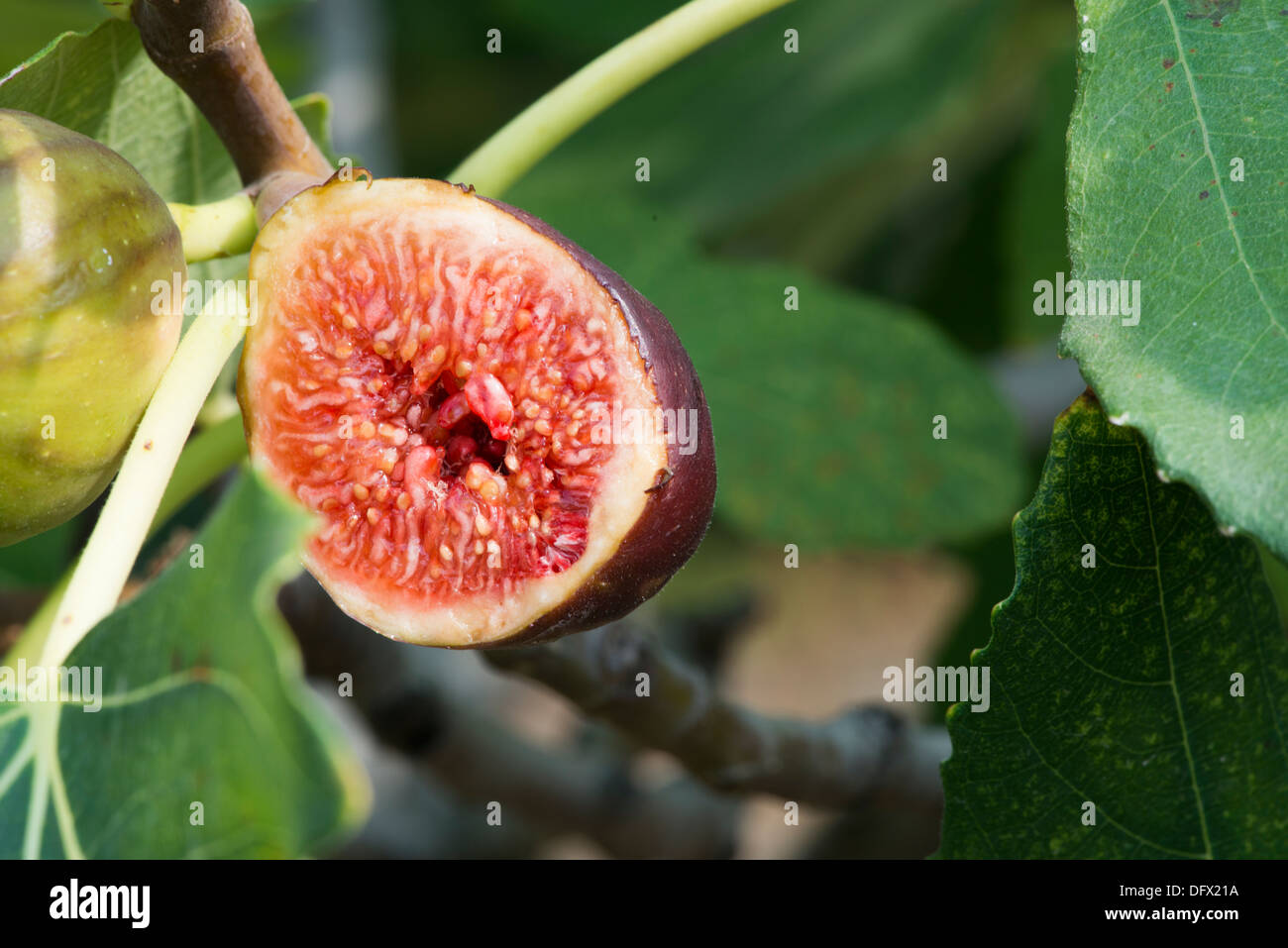 Figs on fig tree leaves hi-res stock photography and images - Alamy