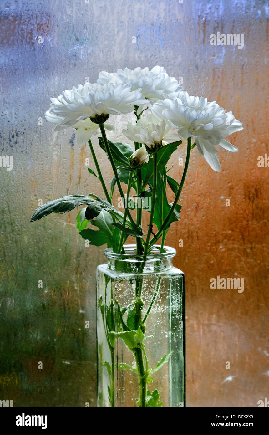 Autumn cut flowers on the damp window Stock Photo - Alamy