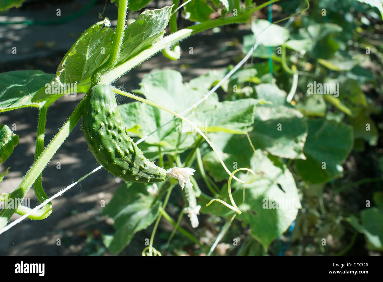Small cucumber in greenhouse hi-res stock photography and images - Alamy