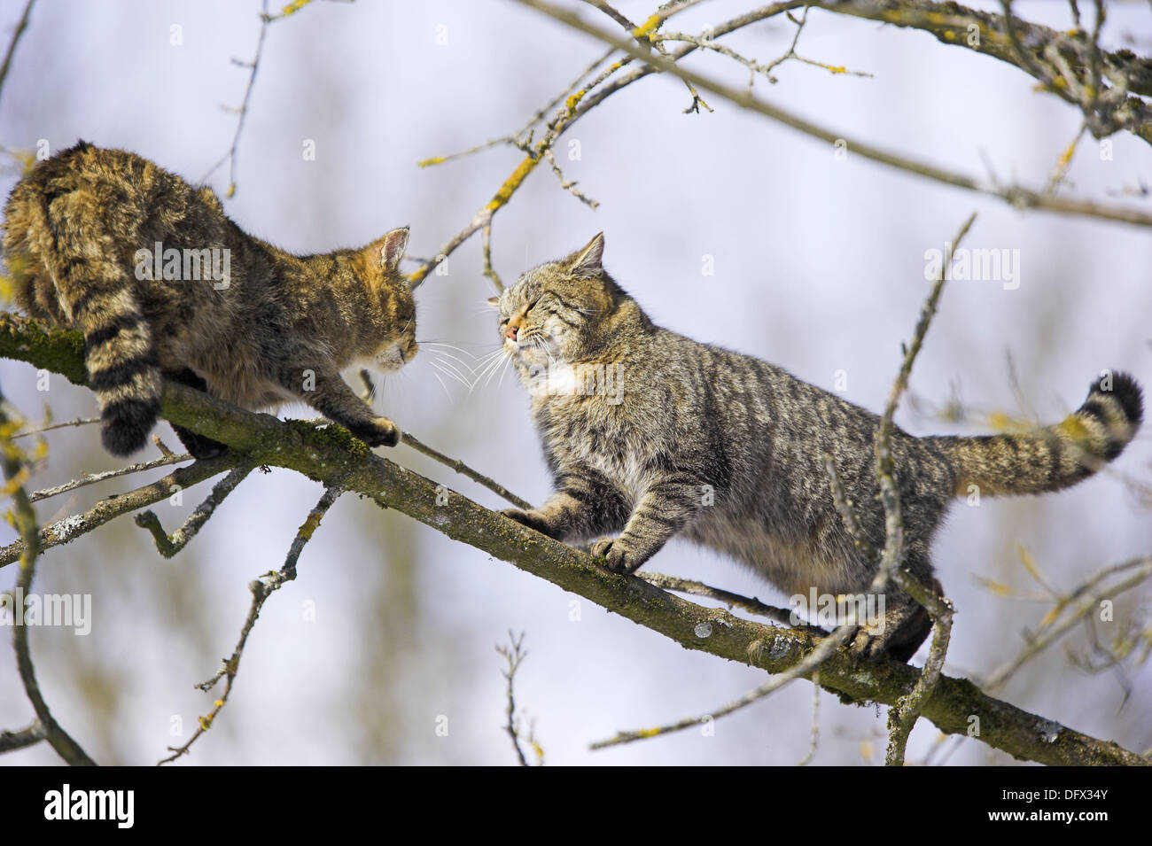 Felis silvestris, Common Wild Cat, in a tree Stock Photo - Alamy