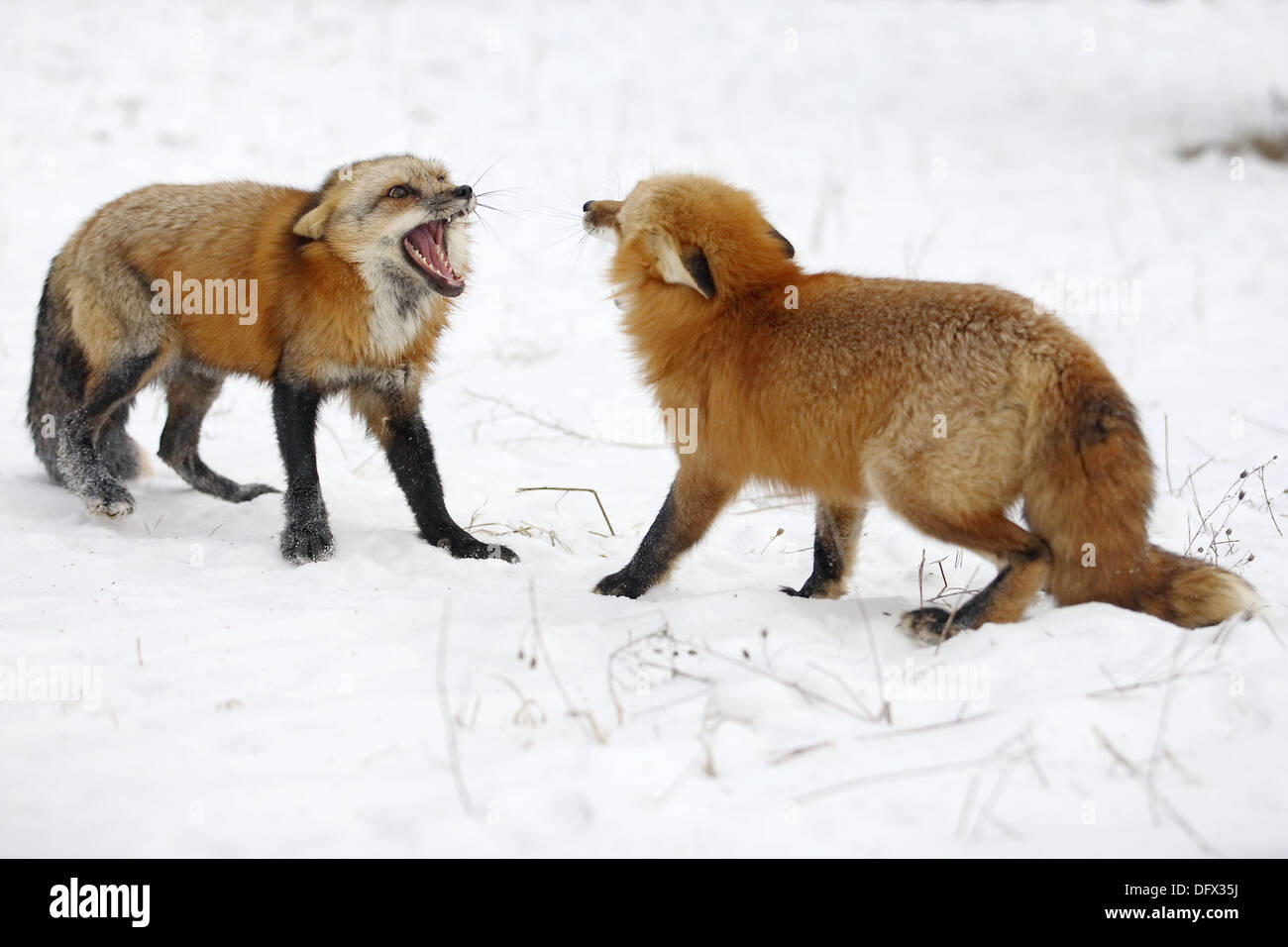 Red foxes vulpes vulpes minnesota hi-res stock photography and images - Alamy