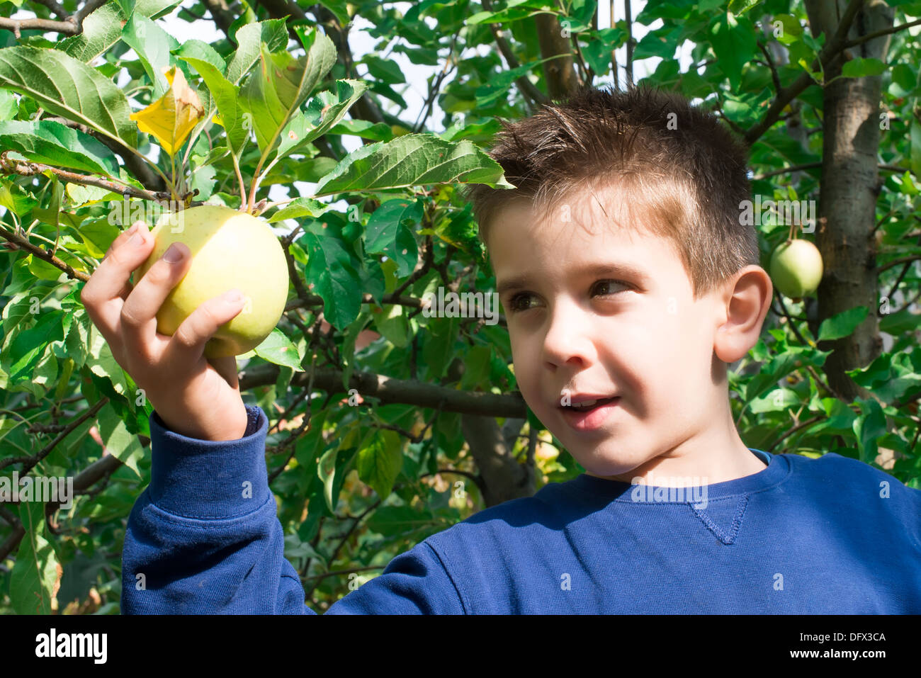 Woman pick apple hi-res stock photography and images - Alamy