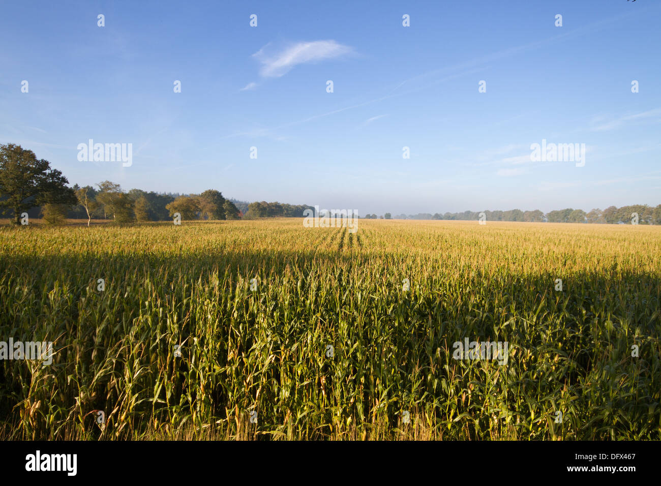 Maize field, ready for harvest, under a blue sky in autumn Stock Photo ...