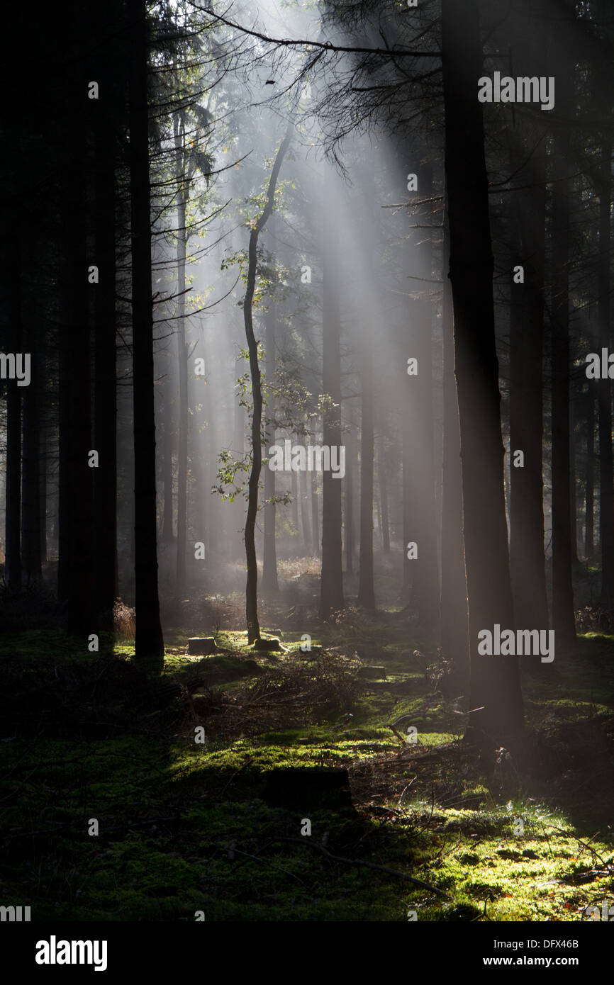 Sunbeams in a dark forest Stock Photo - Alamy