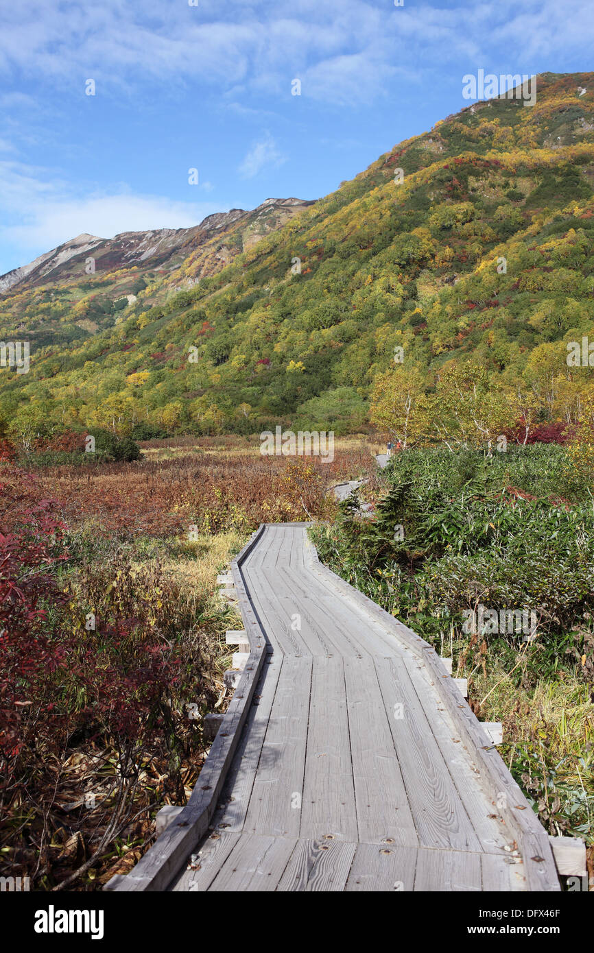 Wooden walkway in lush hi-res stock photography and images - Alamy