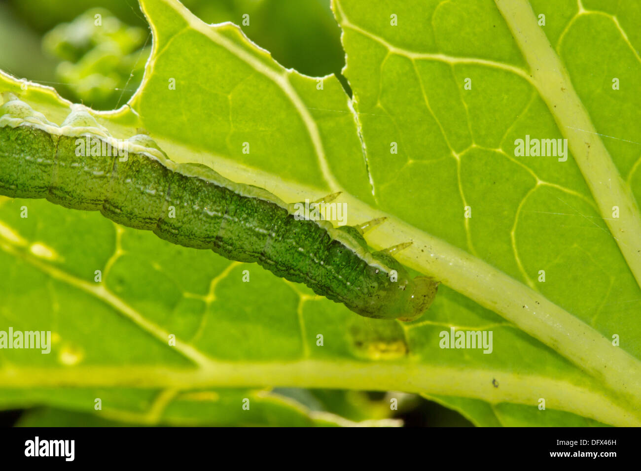 Insect On Kale High Resolution Stock Photography and Images - Alamy