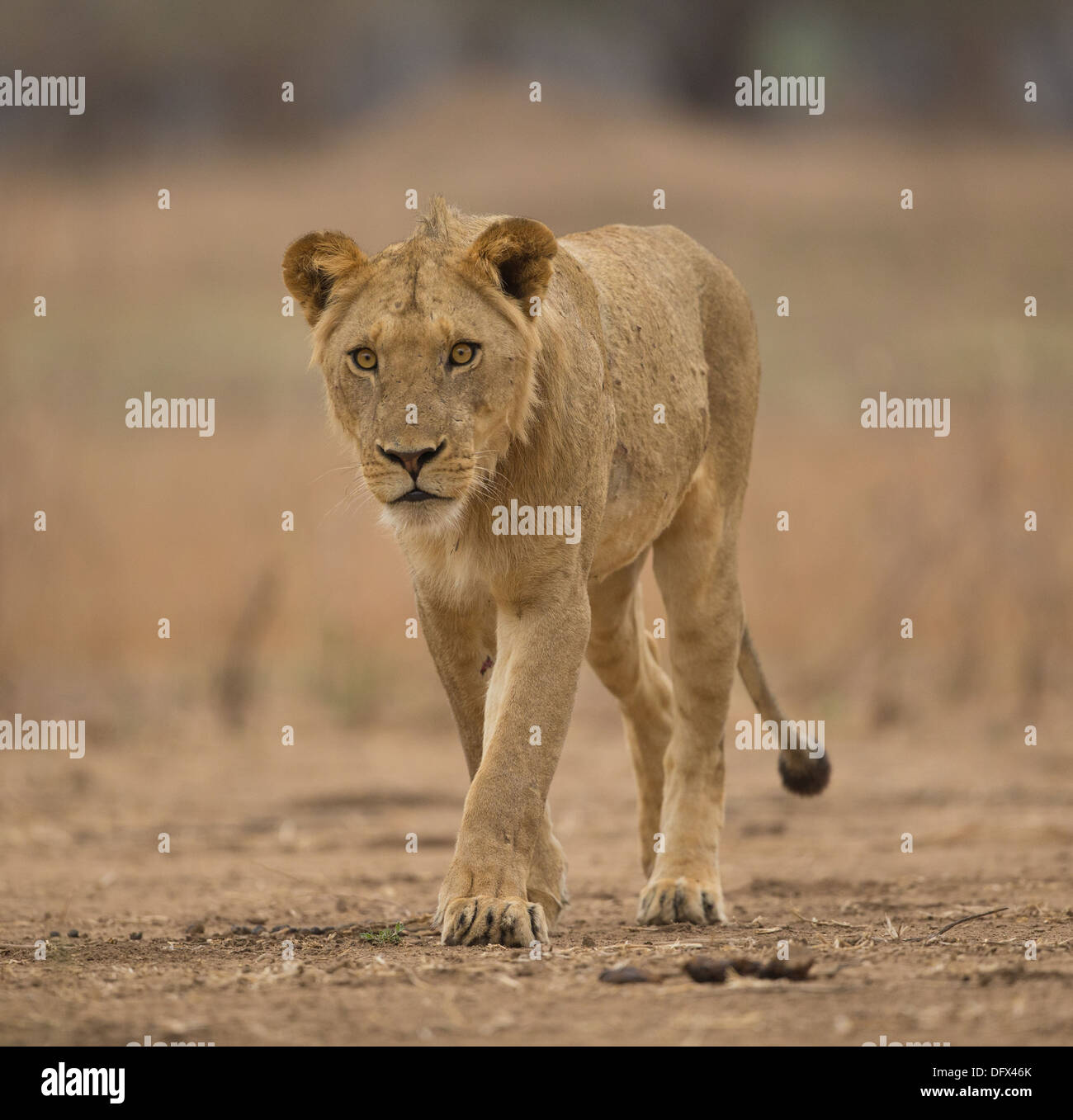 Sub-adult male lion (Panthera leo), too close for comfort Stock Photo ...